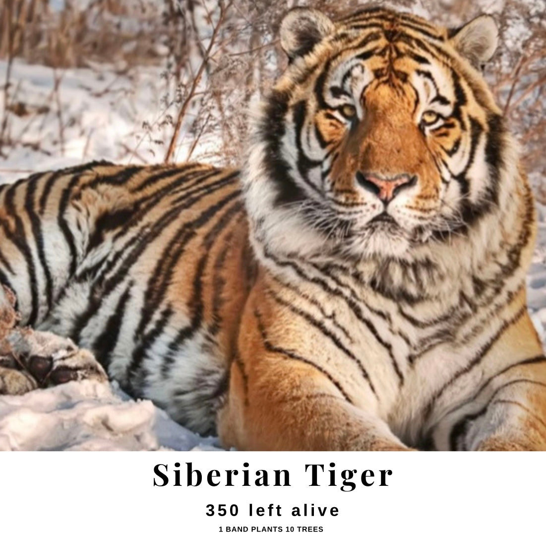 The Siberian Tiger – Bands of Courage