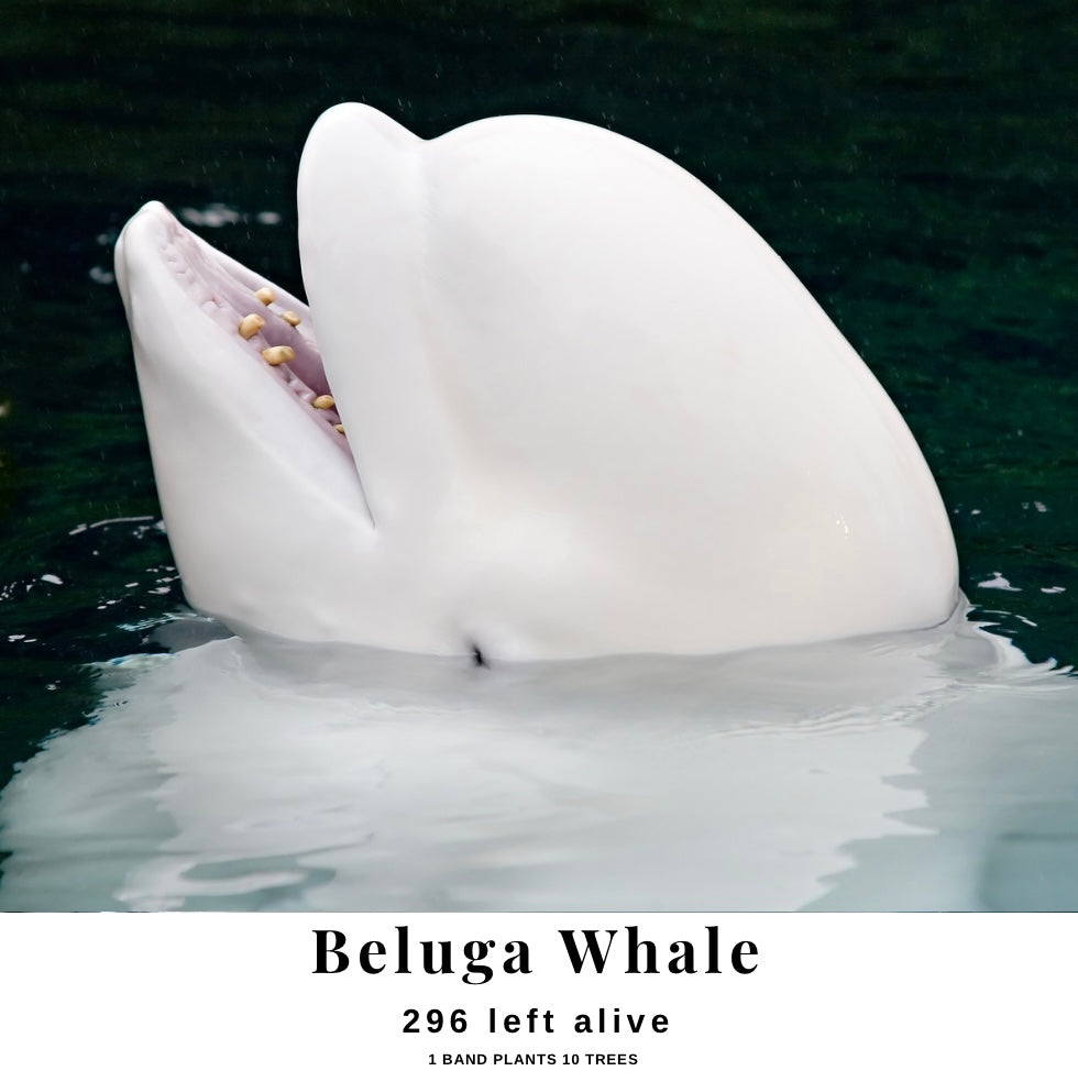 Beluga Whale – Bands of Courage